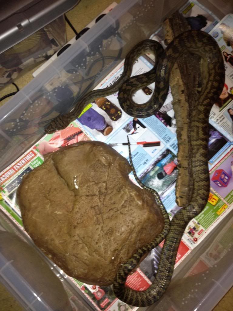 Amethystine Python Thread! | Reptile Forums