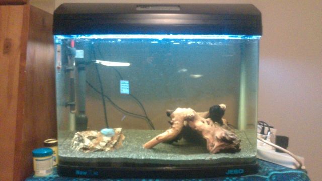 My 100L Jebo R362 Tank Journal | APSA