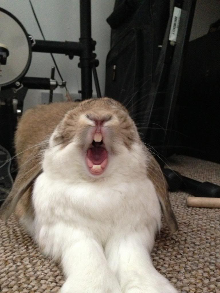 I caught Cornelious mid yawn :) : r/Rabbits