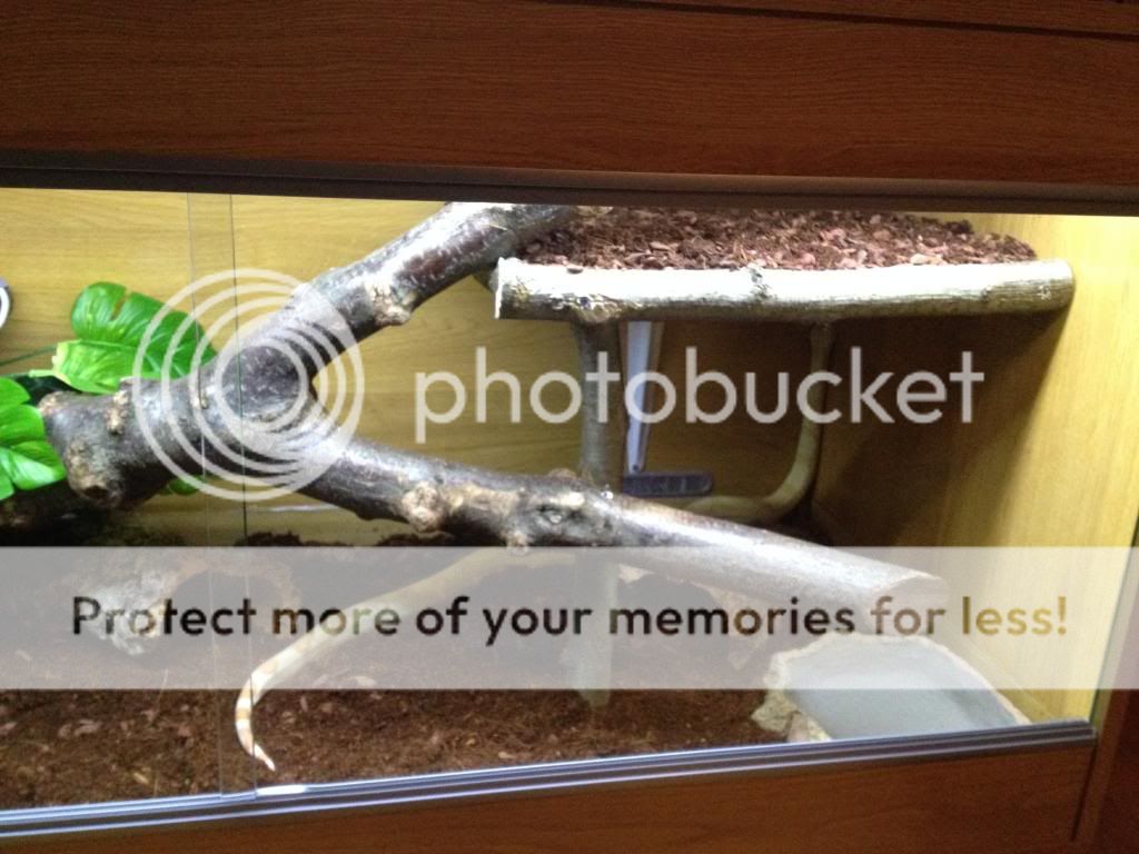 Boa Constrictor Setup | Reptile Forums