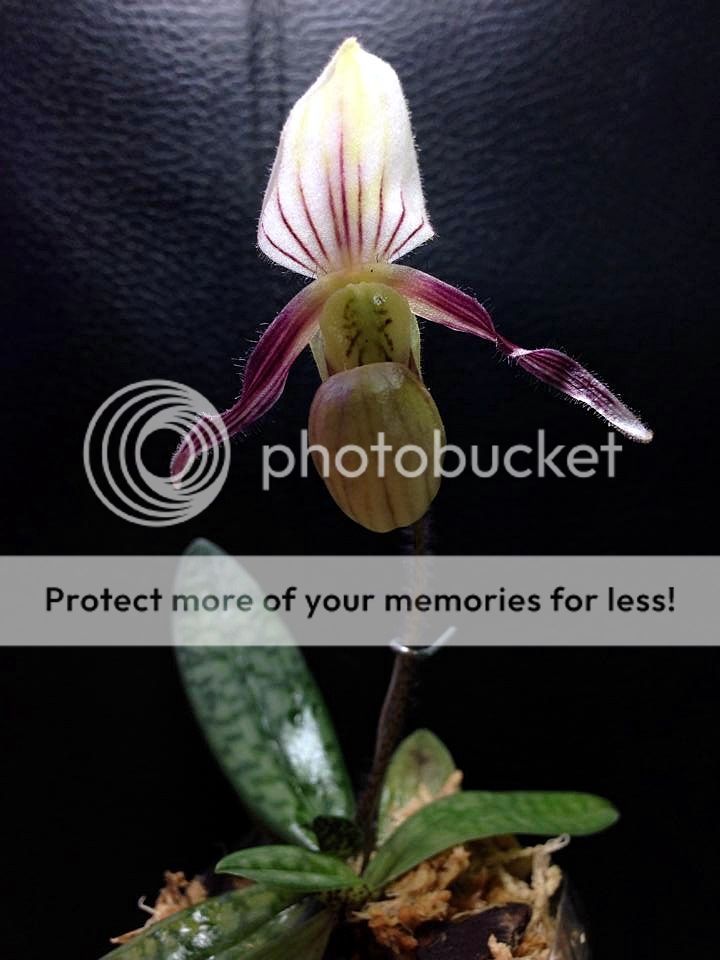 A candy :) Paph. canhii | Slippertalk Orchid Forum