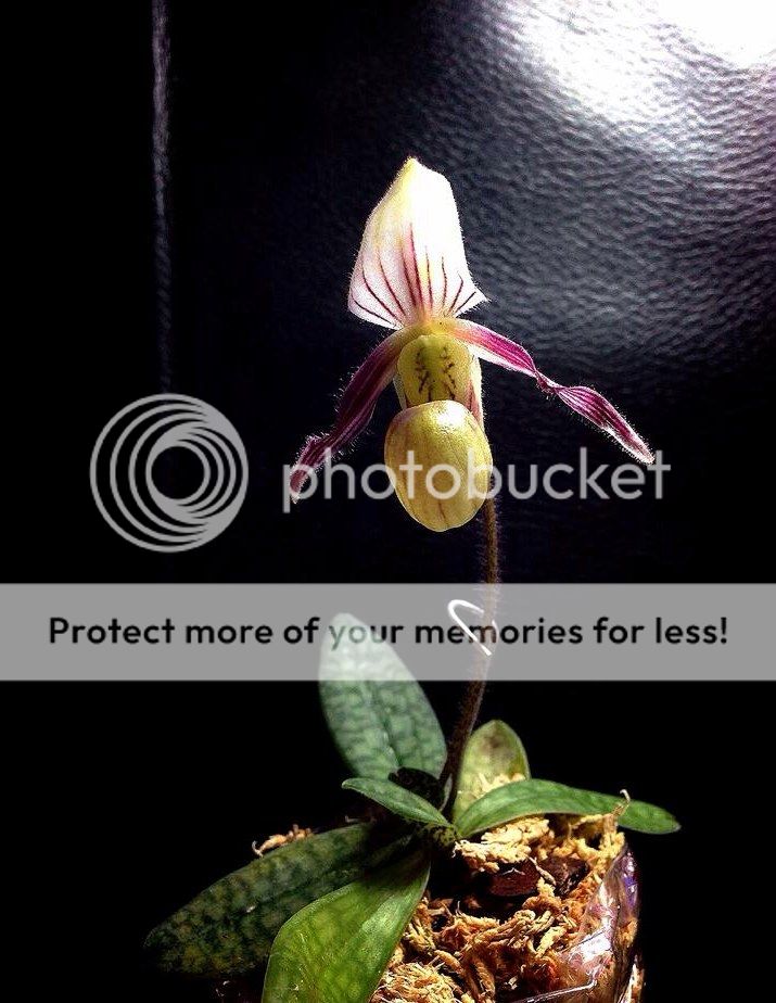 A candy :) Paph. canhii | Slippertalk Orchid Forum