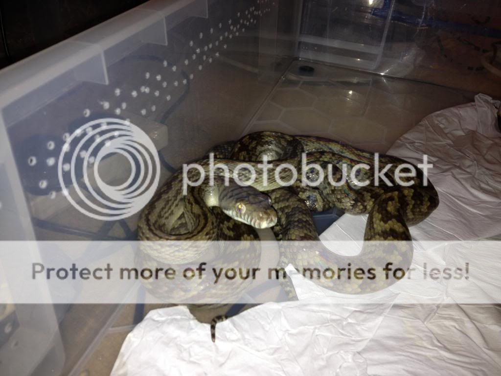 My scrub python=]=] | Reptile Forums