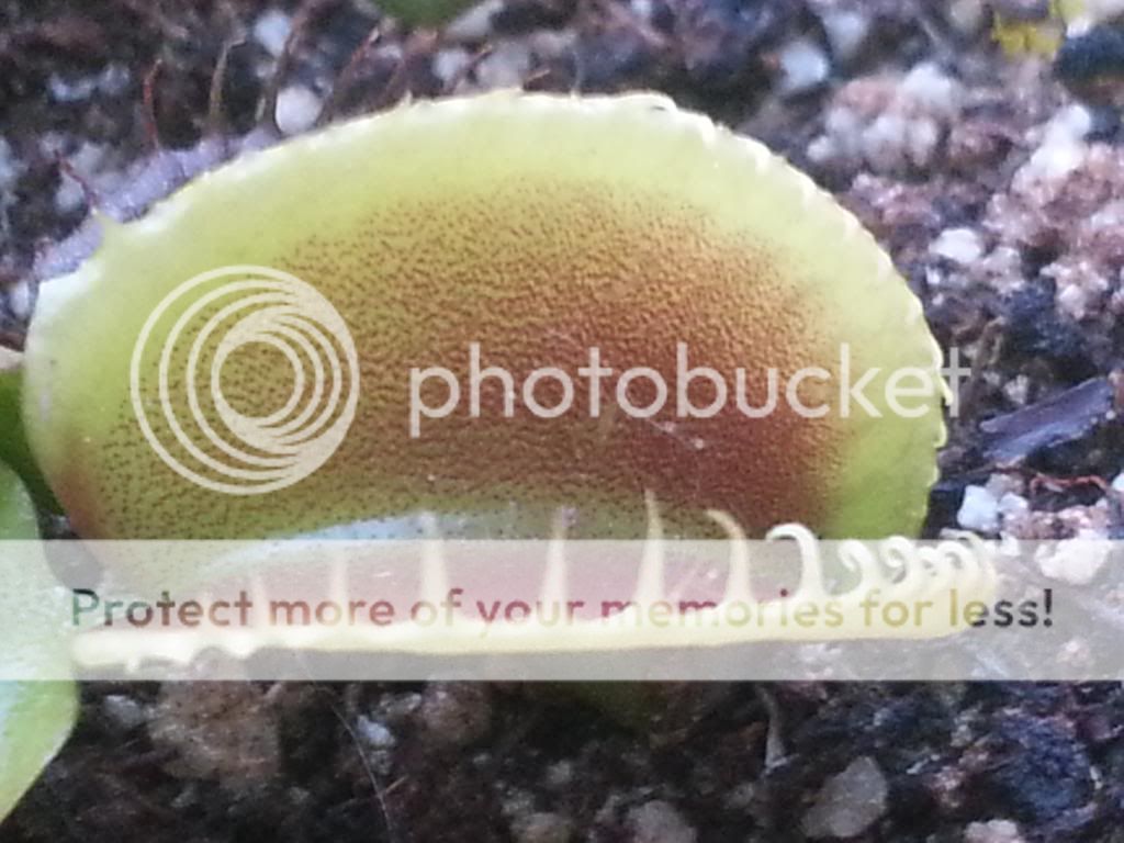 VFT typical producing deformed traps - FlyTrapCare Forums