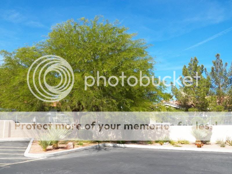 Xericscaping Las Vegas native plants - Nevada (NV) - Page 4 - City-Data ...