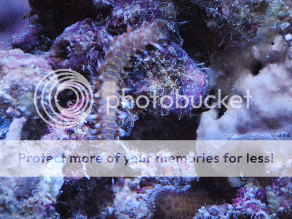 Bristle worm or fireworm? - Pest and Disease Treatments - Nano-Reef ...